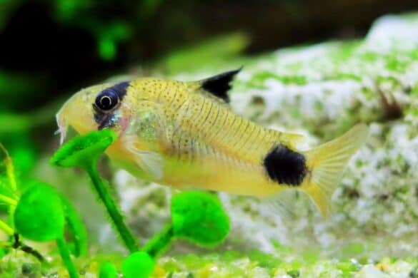 Panda Cory (Panda Catfish): Information and Care Guide