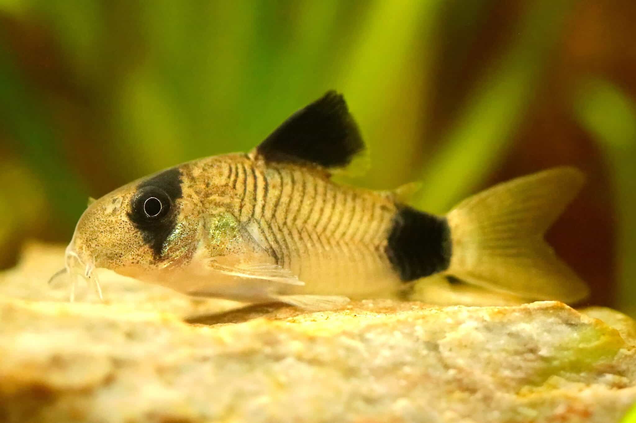 Panda Cory (Panda Catfish): Information and Care Guide