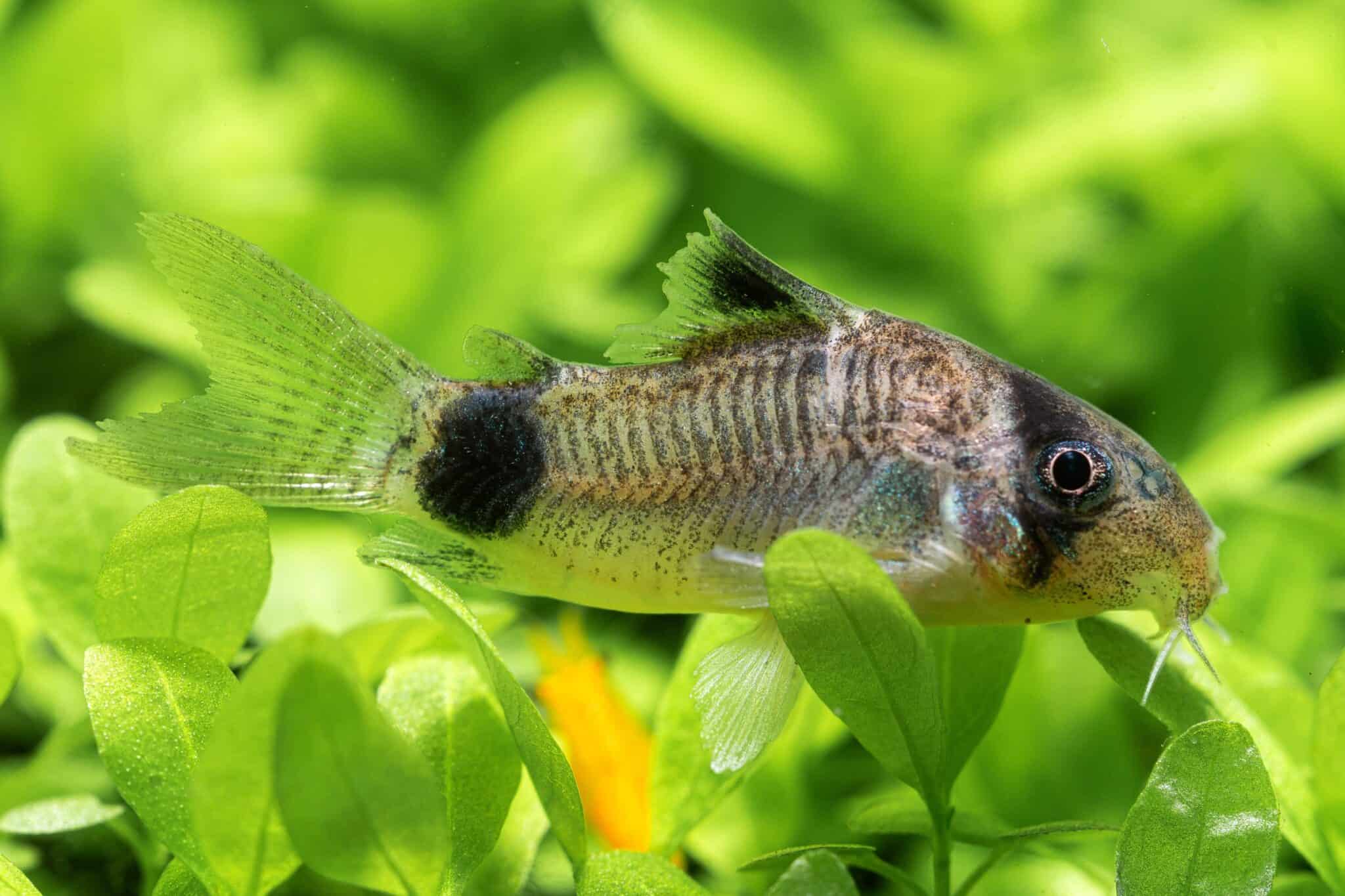 Panda Cory (Panda Catfish): Information and Care Guide