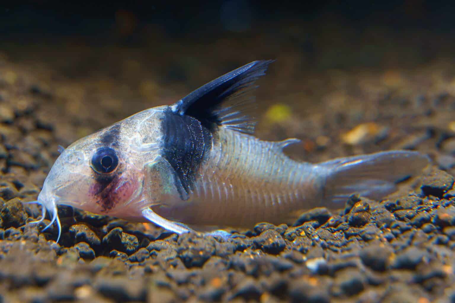 Panda Cory (Panda Catfish): Information and Care Guide