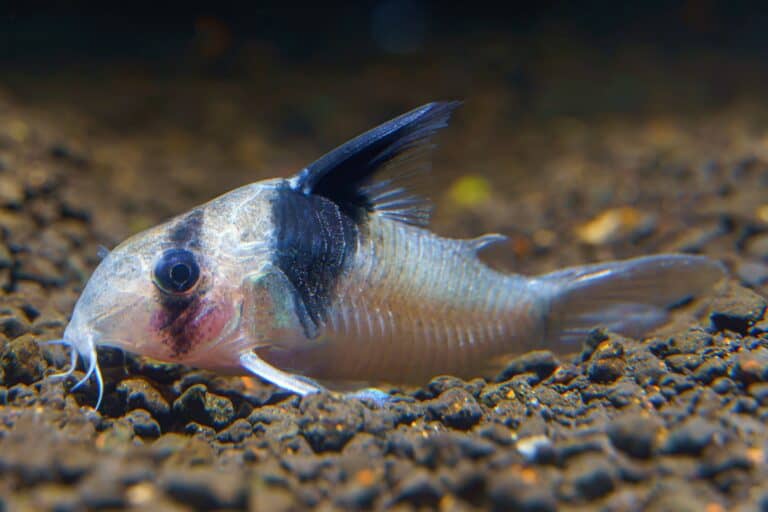 Panda Cory (Panda Catfish): Information and Care Guide