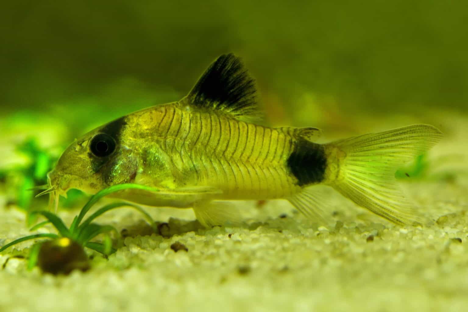 Panda Cory (Panda Catfish): Information and Care Guide