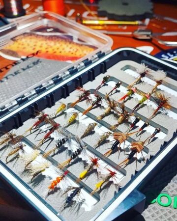 What Is a Perdigon Fly? - A Complete Guide