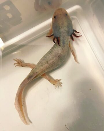 Axolotl Colors: 17 Types of Axolotl Morphs (With Photos)