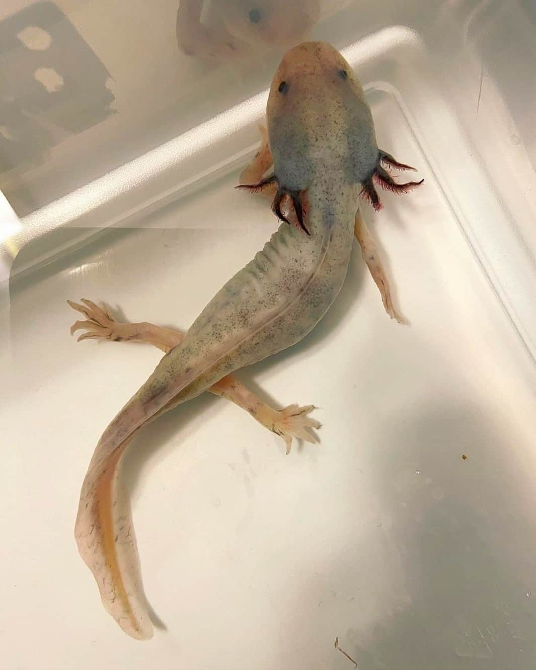 Axolotl Colors: 17 Types of Axolotl Morphs (With Photos)