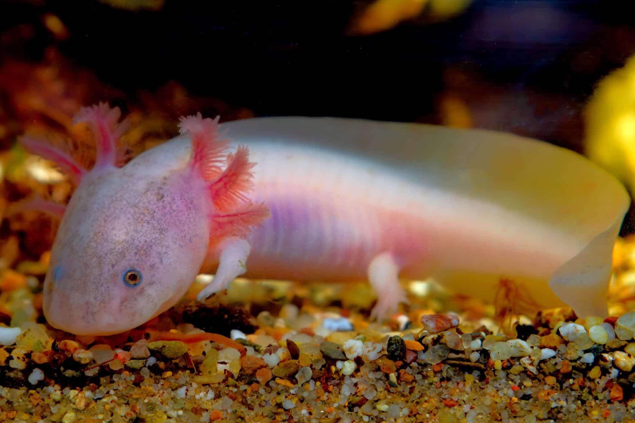 Pink Axolotl: Species Profile, Care Guide & Pictures