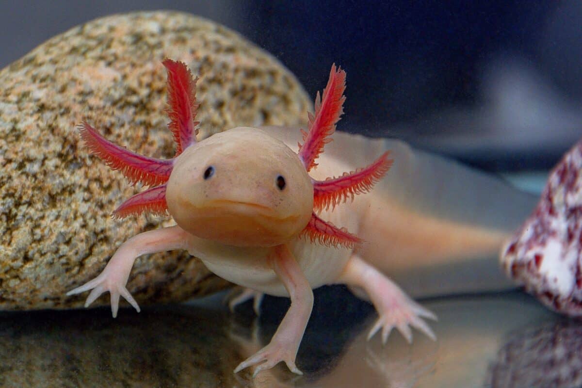 Pink Axolotl Species Profile Care Guide Pictures Pink Axolotl Species Profile Care Guide Pictures
