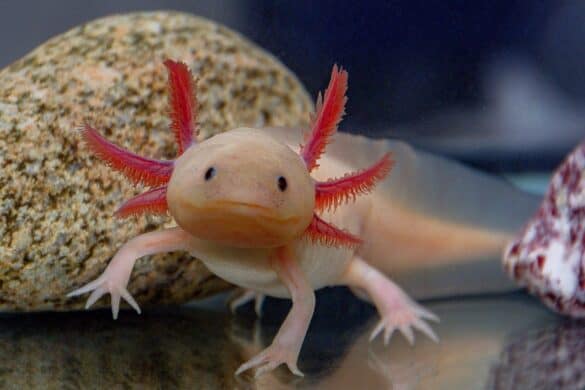 Pink Axolotl: Species Profile, Care Guide & Pictures