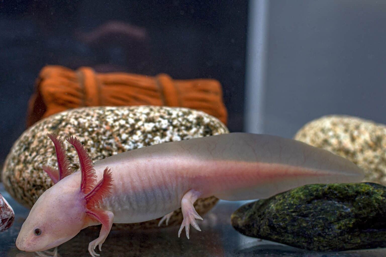 Pink Axolotl: Species Profile, Care Guide & Pictures
