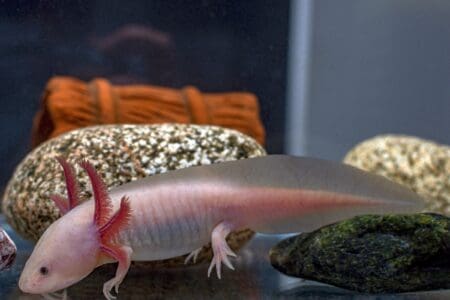 Pink Axolotl: Species Profile, Care Guide & Pictures