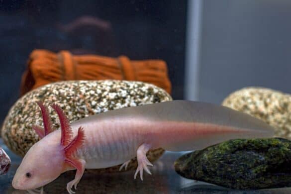 Pink Axolotl: Species Profile, Care Guide & Pictures