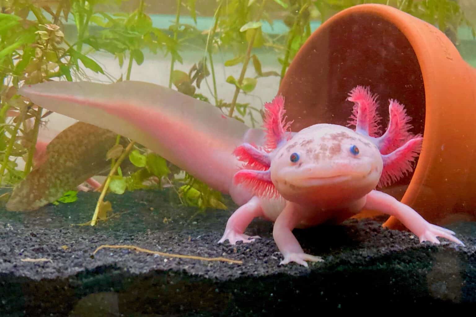 Pink Axolotl: Species Profile, Care Guide & Pictures
