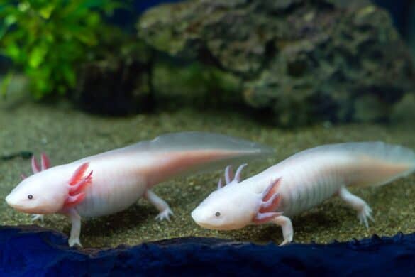 Pink Axolotl: Species Profile, Care Guide & Pictures