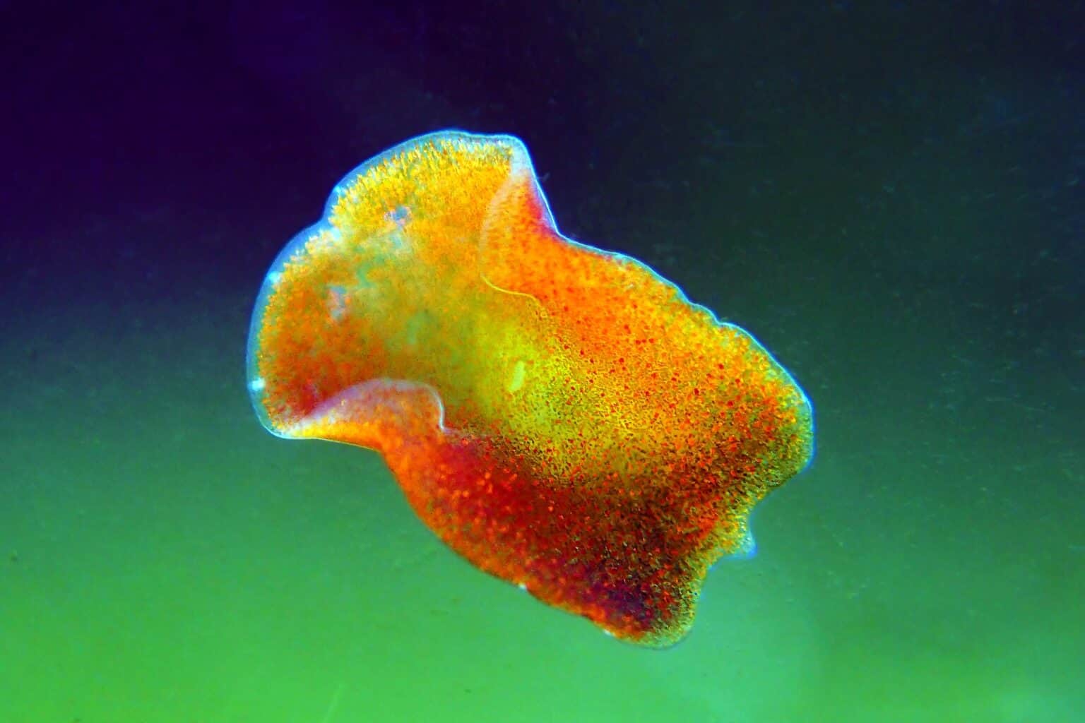 Worms in Fish Tank: How to Identify and Get Rid of Them