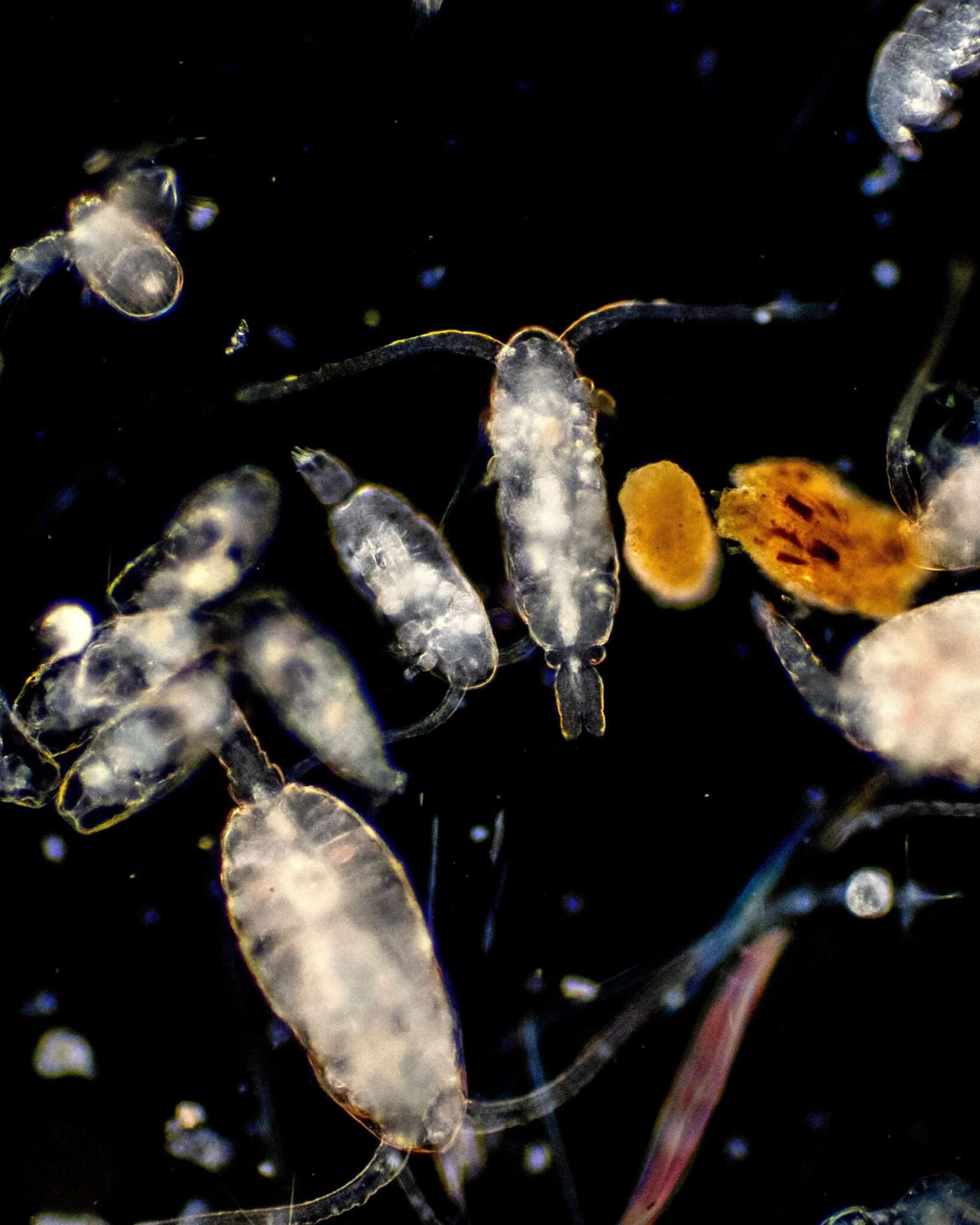 What Do Jellyfish Eat? (Jellyfish Diet & How Do They Eat)