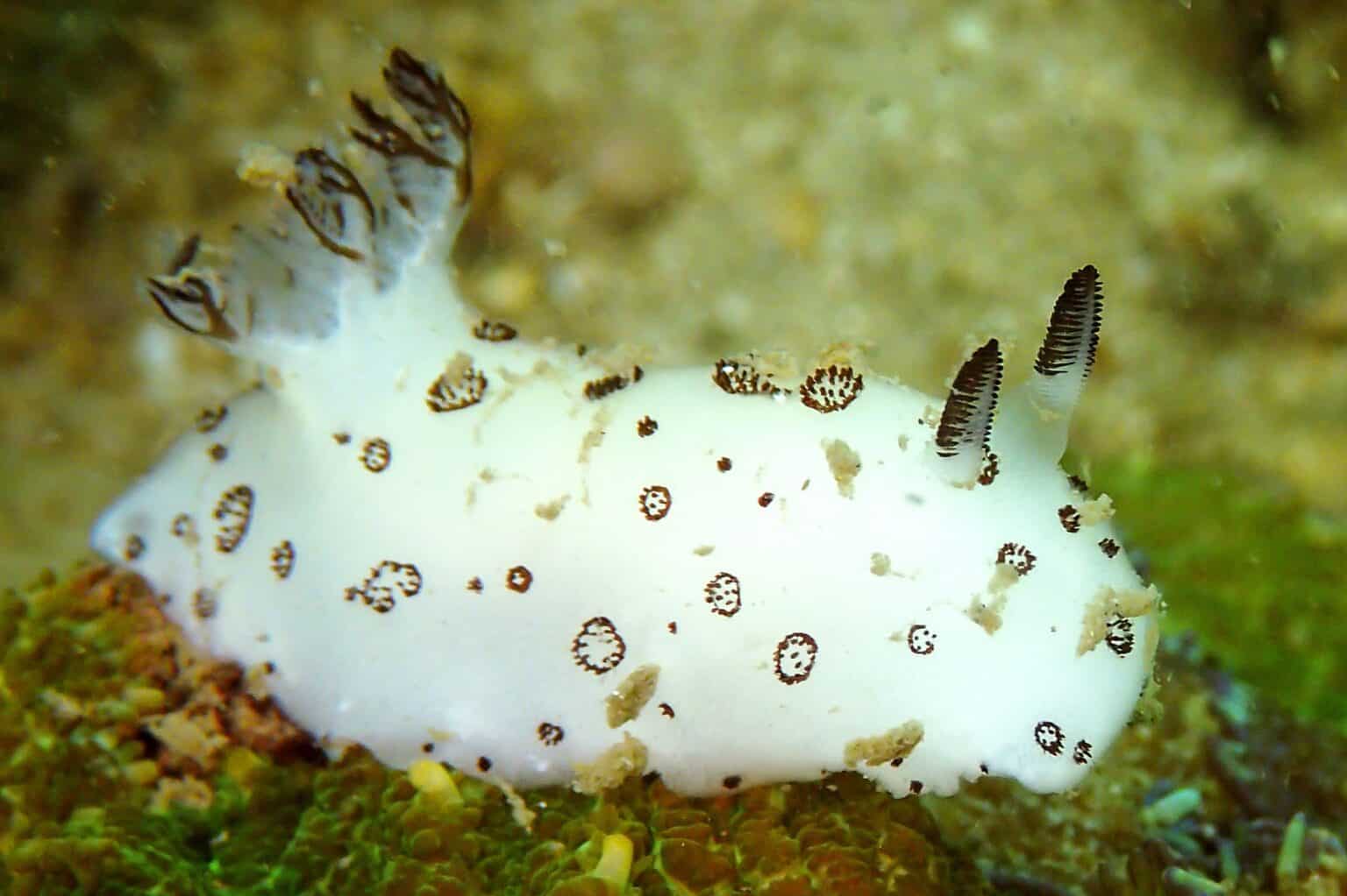 11 Interesting Facts About the Sea Bunny Slug