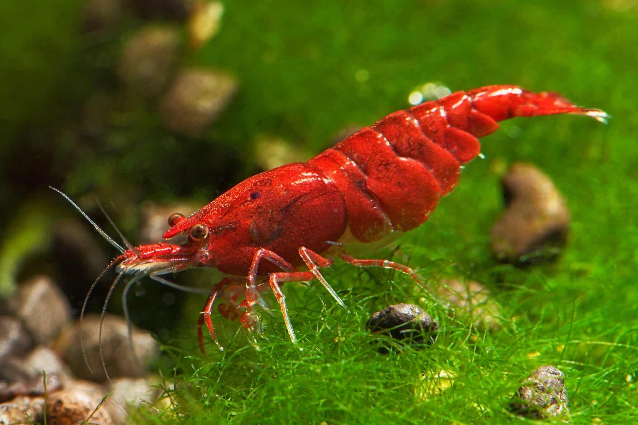 Is Shrimp a Fish? Know the Difference! - Aquarium Whisperer