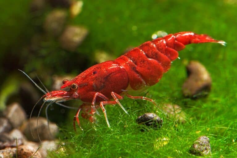 Is Shrimp a Fish? Know the Difference! - Aquarium Whisperer