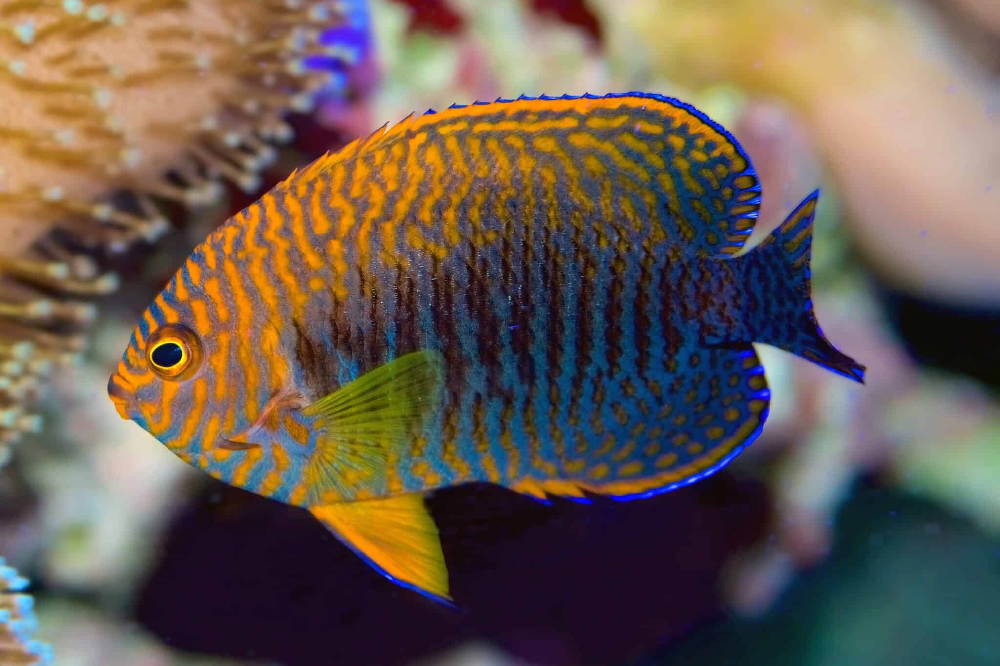 27 Most Popular Types of Saltwater Angelfish