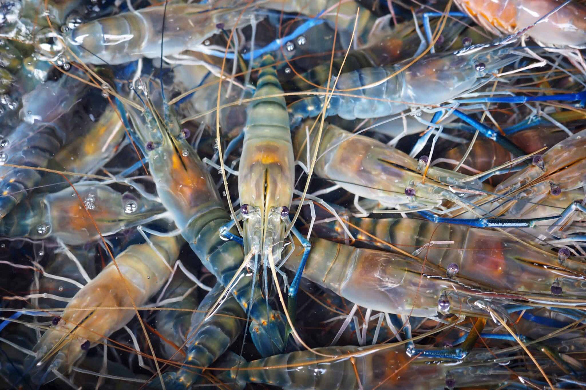 Is Shrimp a Fish? Know the Difference! - Aquarium Whisperer