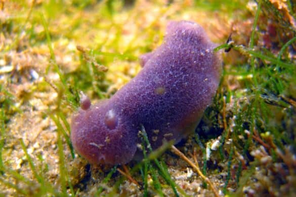 11 Interesting Facts About the Sea Bunny Slug