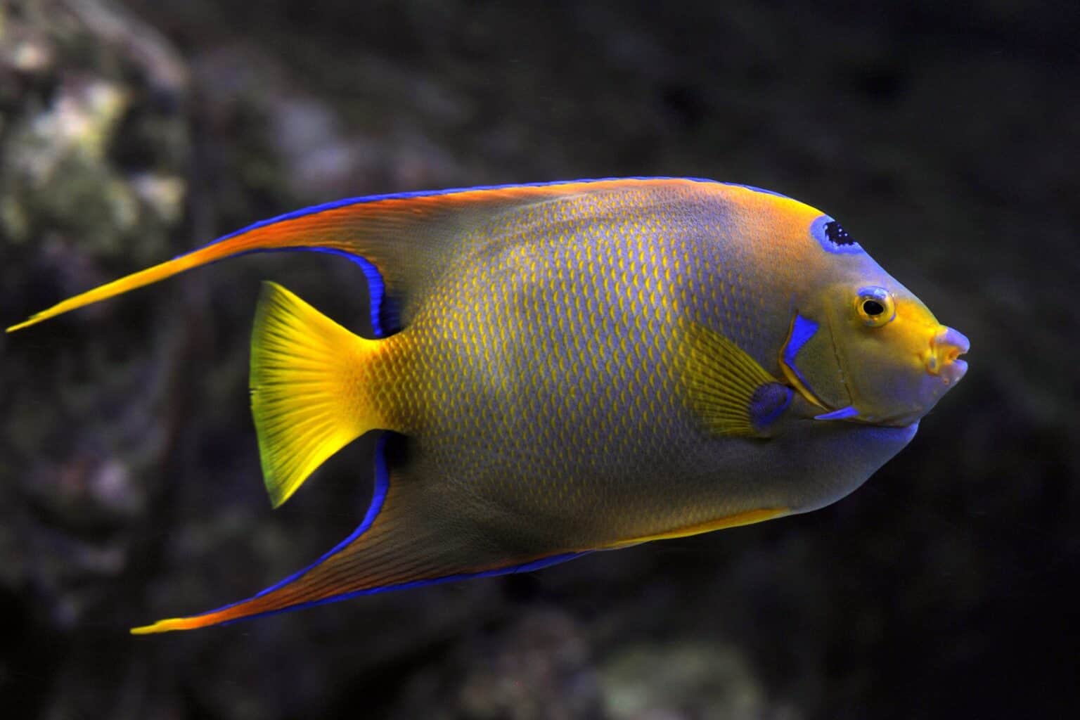 27 Most Popular Types of Saltwater Angelfish