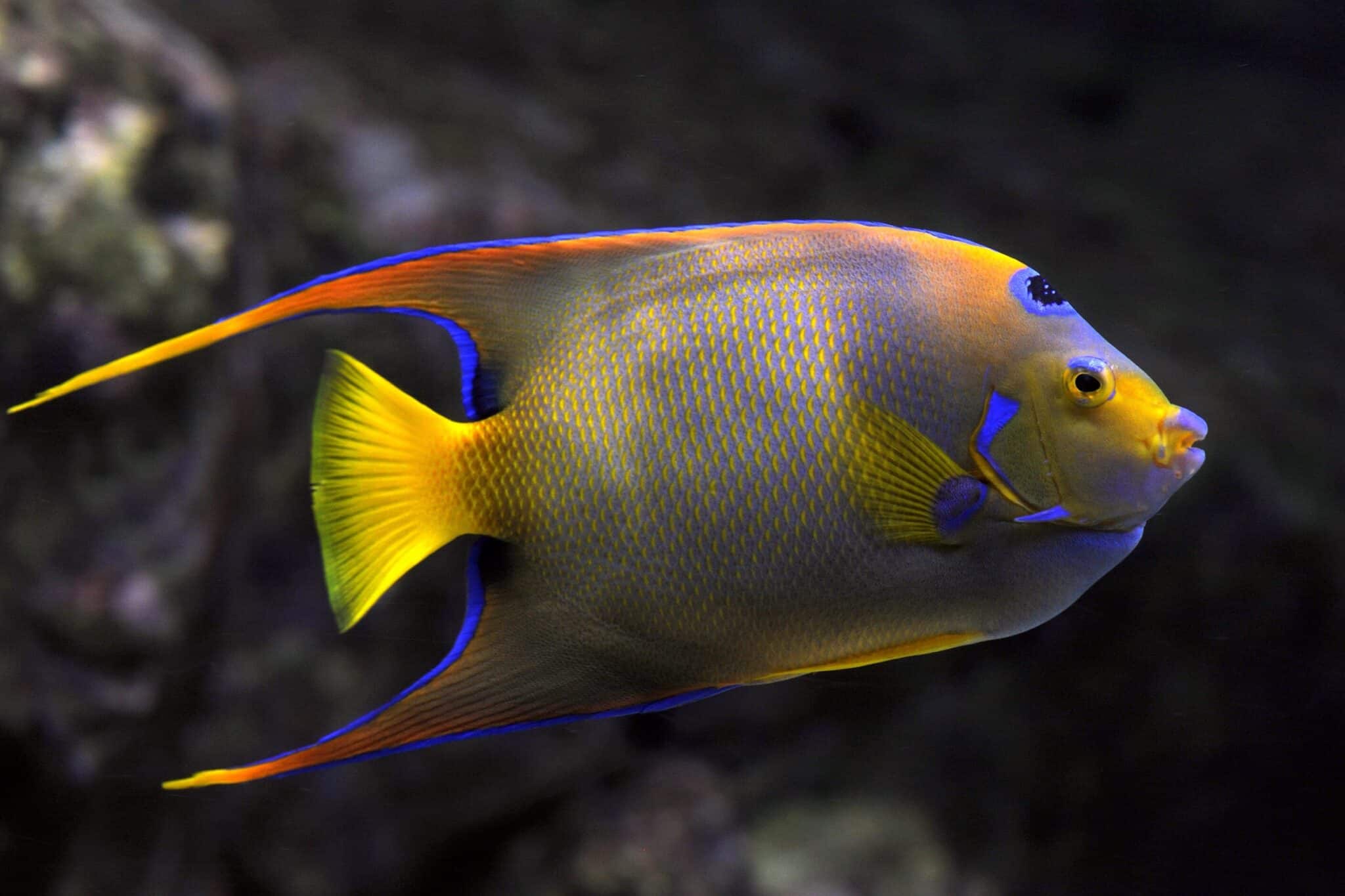 27 Most Popular Types of Saltwater Angelfish