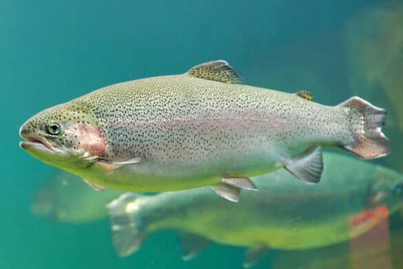 What Do Trout Eat? (A Complete Guide to Trout Diet)