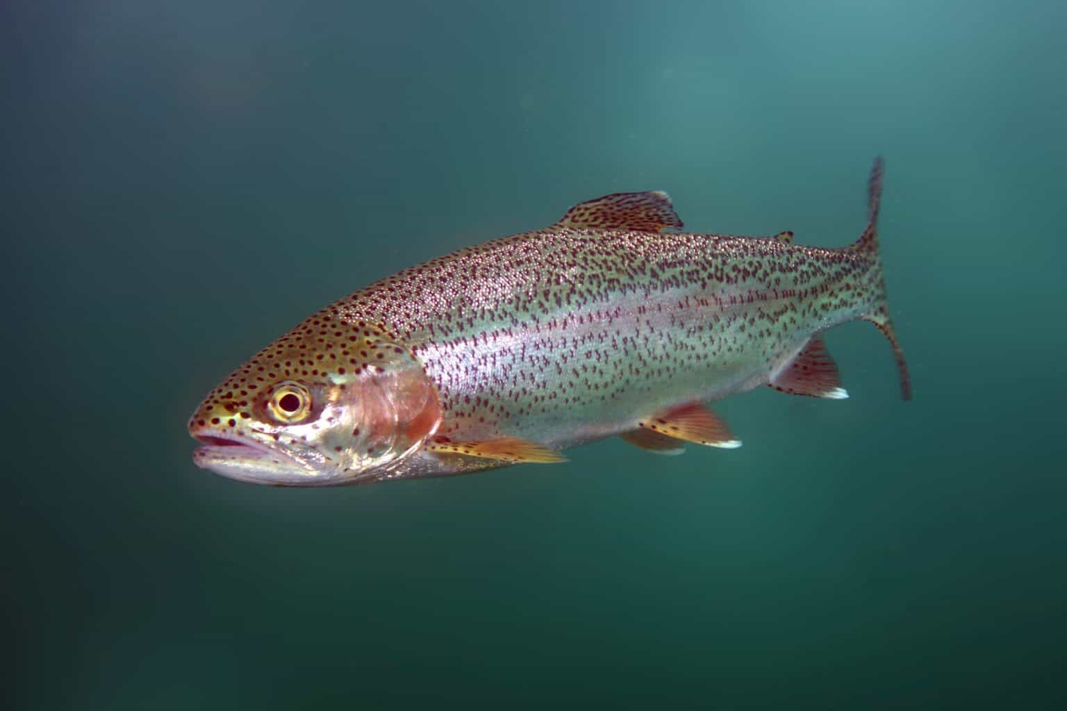 Cutbow vs. Rainbow vs. Cutthroat Trout: What’s the Difference?