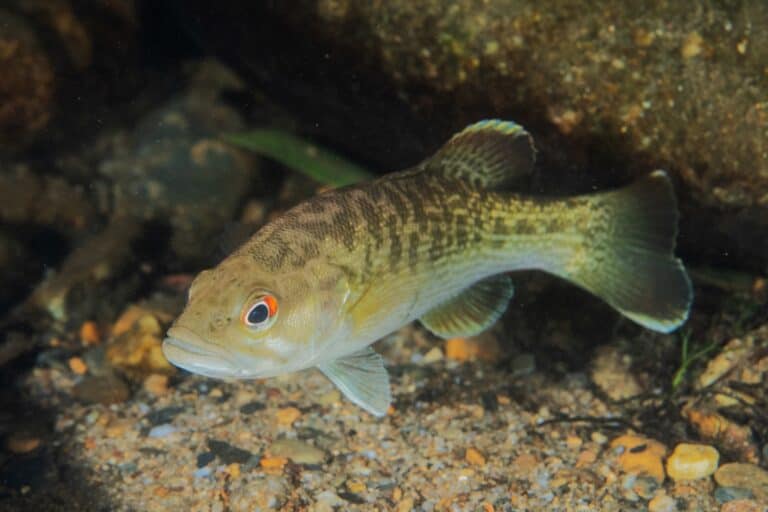 11 Types of Bass in North America: Your Ultimate Guide