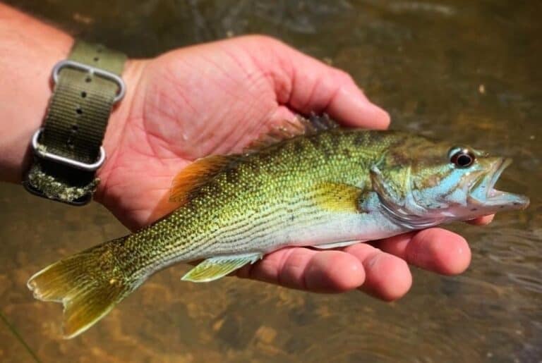 11 Types of Bass in North America: Your Ultimate Guide