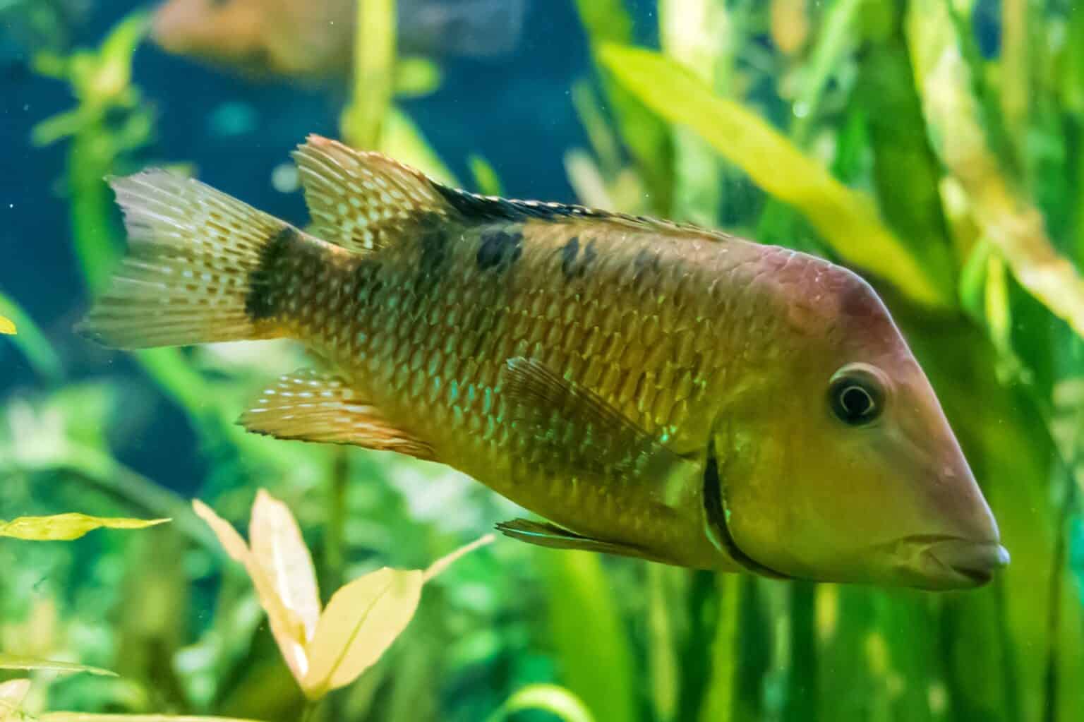 32 Types of Fish With Big Foreheads