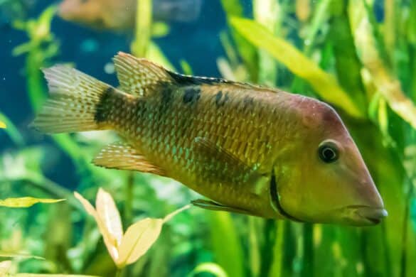 32 Types of Fish With Big Foreheads