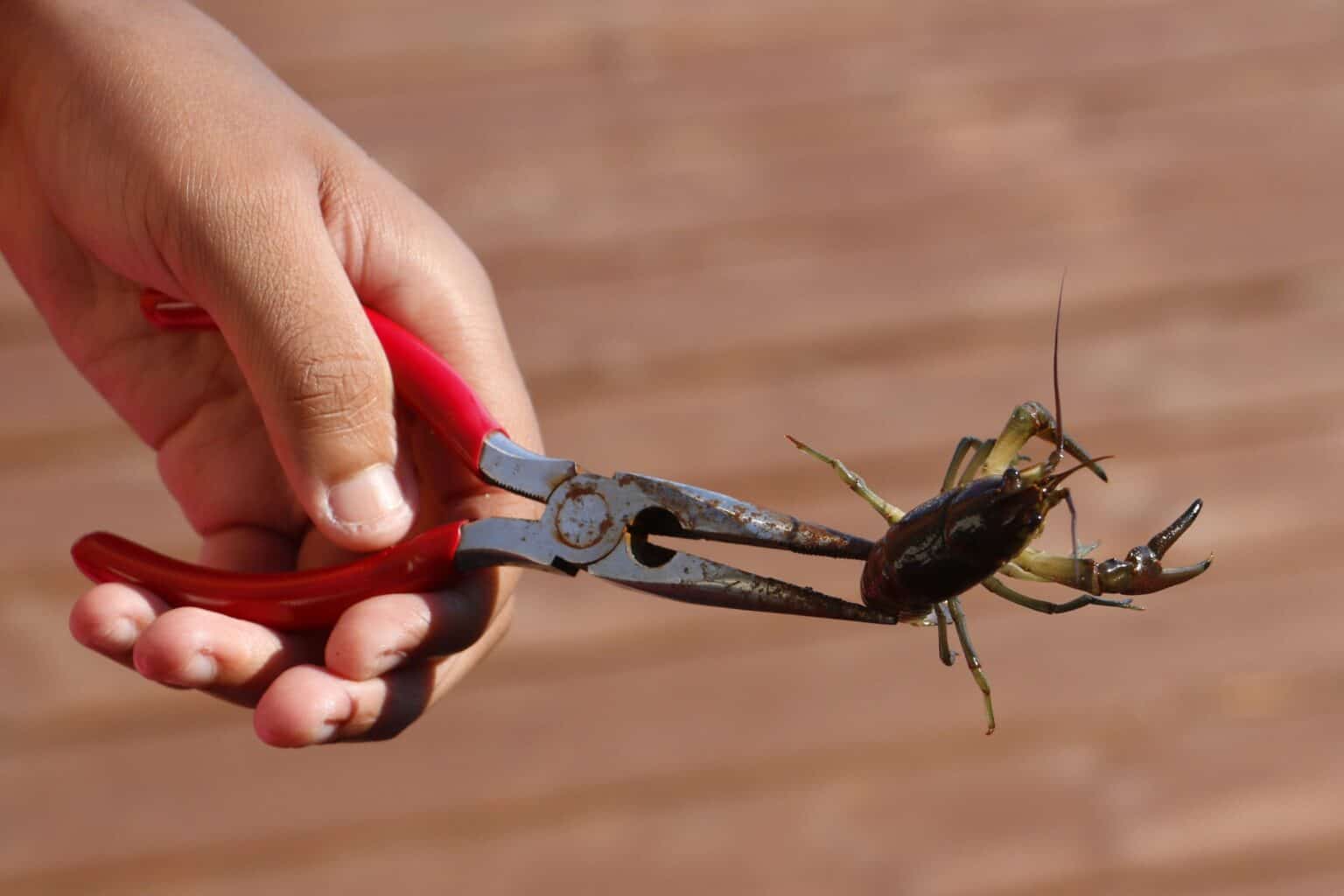 9 Best Baits for Rainbow Trout (& How to Fish Them)