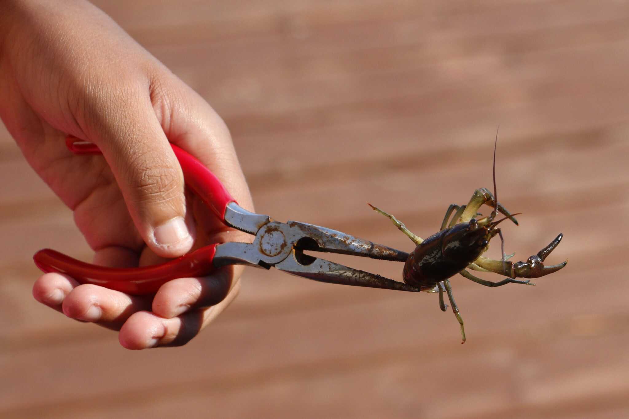9 Best Baits for Rainbow Trout (& How to Fish Them)