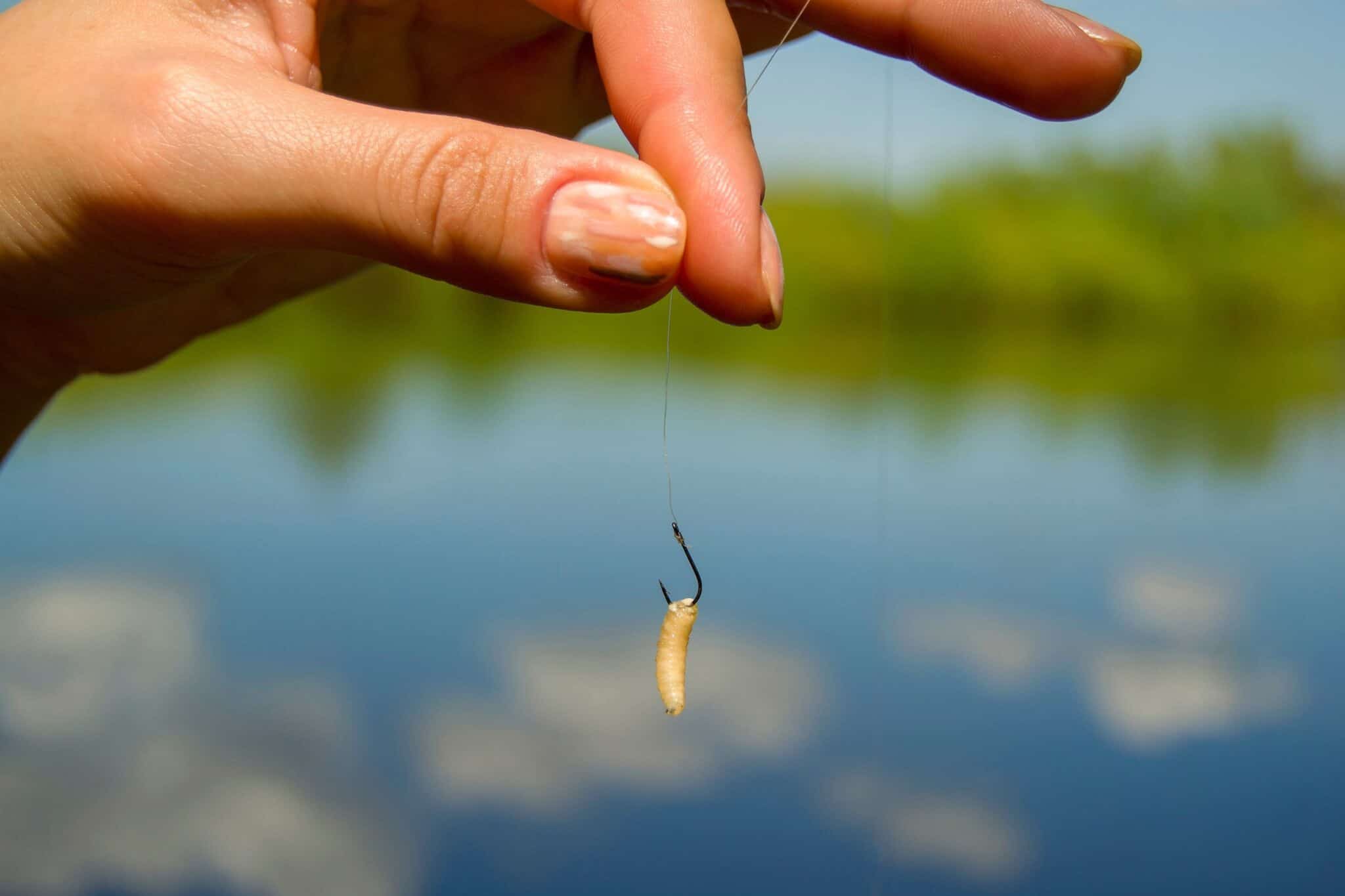 9 Best Baits for Rainbow Trout (& How to Fish Them)