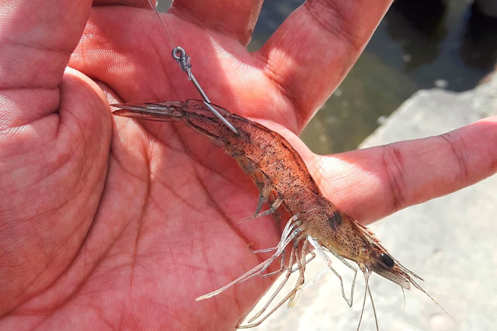 9 Best Baits for Rainbow Trout (& How to Fish Them)