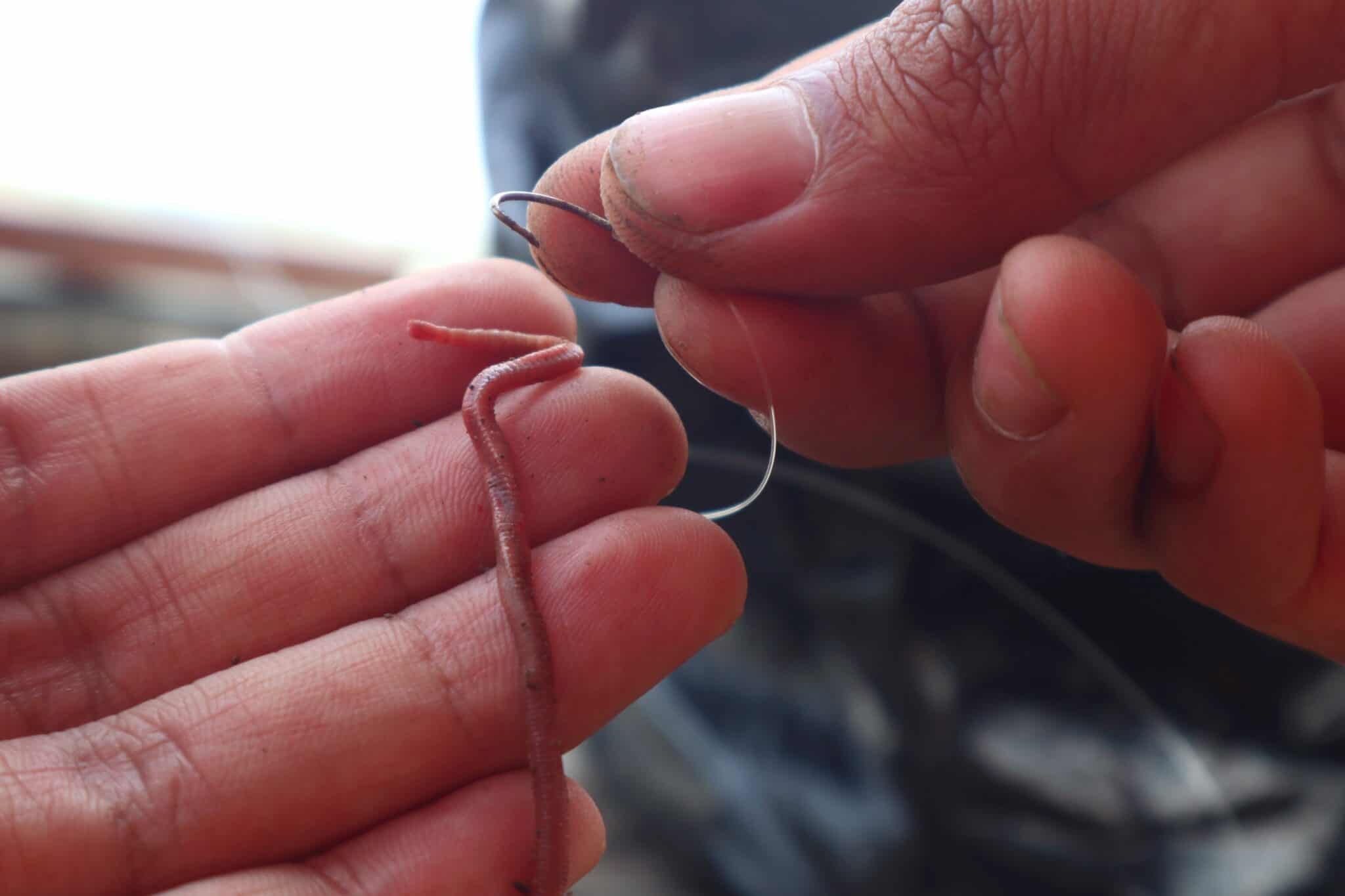 9 Best Baits for Rainbow Trout (& How to Fish Them)