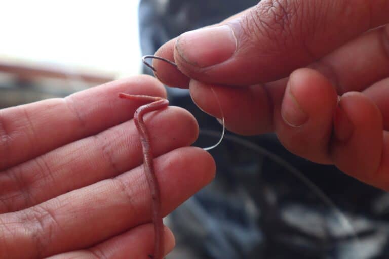 9 Best Baits for Rainbow Trout (& How to Fish Them)