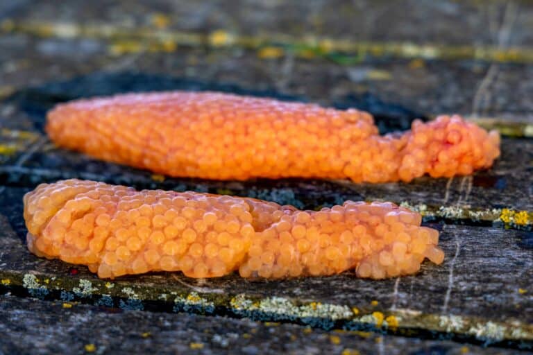 9 Best Baits for Rainbow Trout (& How to Fish Them)