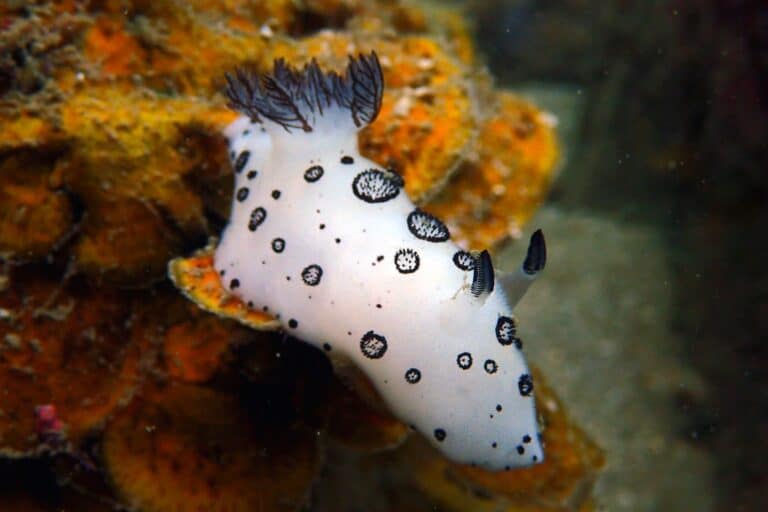 11 Interesting Facts About the Sea Bunny Slug