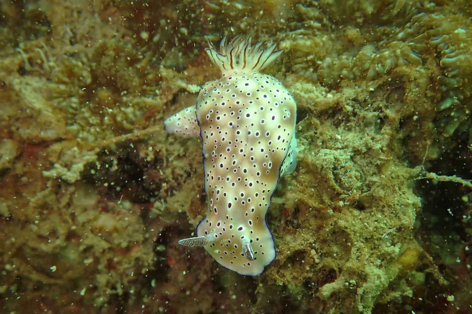 11 Interesting Facts About the Sea Bunny Slug