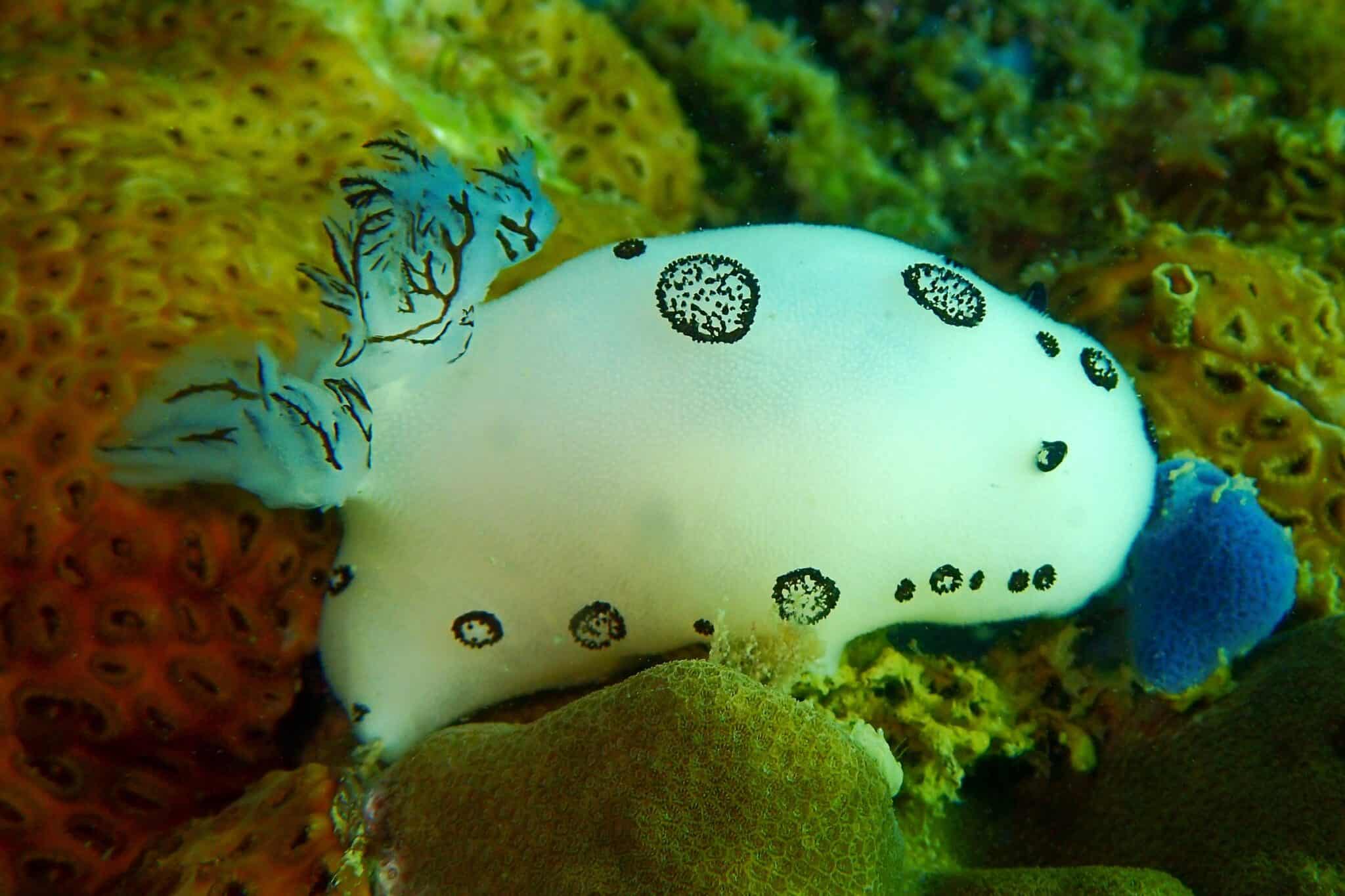 11 Interesting Facts About the Sea Bunny Slug