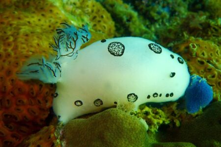 11 Interesting Facts About the Sea Bunny Slug