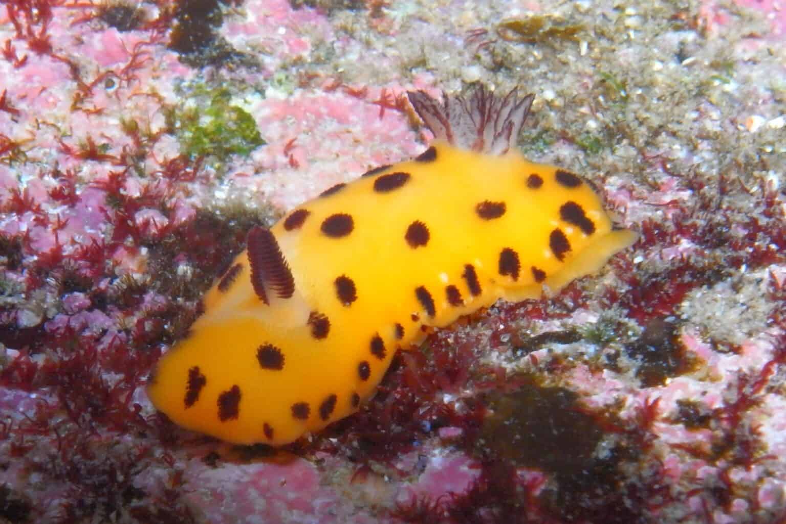 11 Interesting Facts About the Sea Bunny Slug