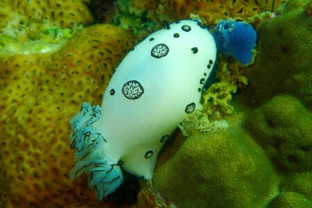 11 Interesting Facts About the Sea Bunny Slug