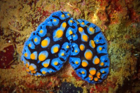 11 Interesting Facts About the Sea Bunny Slug