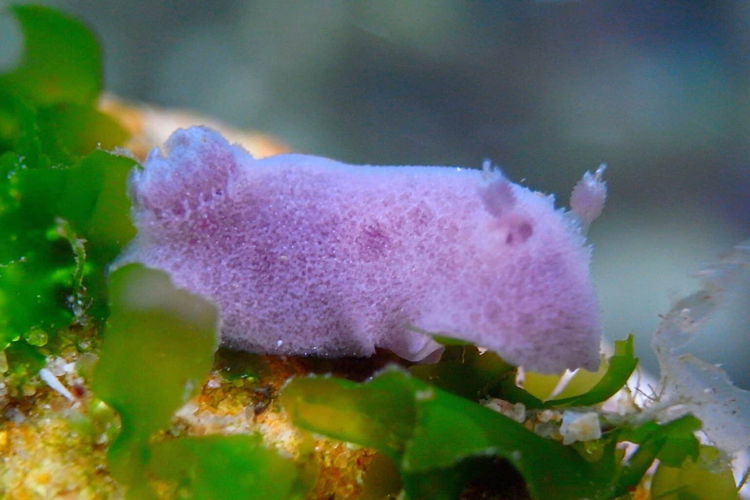 11 Interesting Facts About the Sea Bunny Slug
