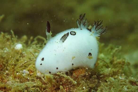 11 Interesting Facts About the Sea Bunny Slug
