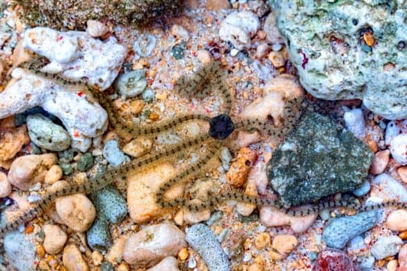 Serpent Starfish: Species Profile, Facts & Pictures